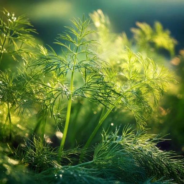 Dill Weed Oil Essential Trading Post Oils – Essential Trading Post, Inc.